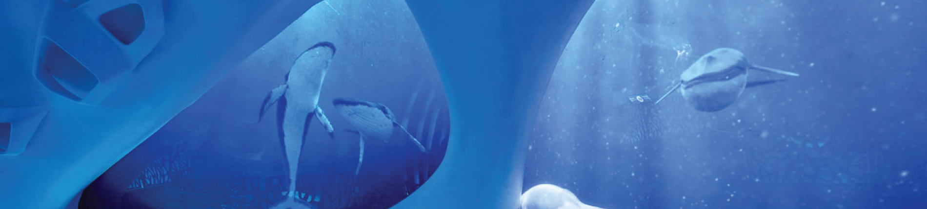 Digital Glass goes “Under the Ocean” at Expo 2020 | Pro Display